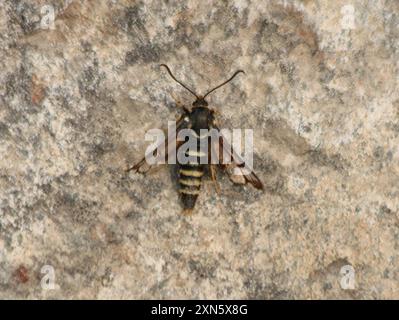 Fireweed Clearwing Moth (Albuna pyramidalis) Insecta Stock Photo - Alamy