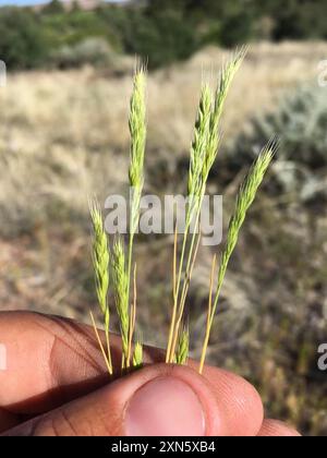 Sixweeks Fescue (Vulpia octoflora) Plantae Stock Photo - Alamy