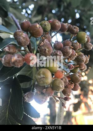 Swedish Service-tree (Hedlundia hybrida) Plantae Stock Photo - Alamy