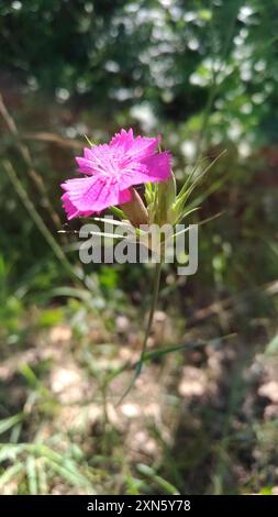 Balbis' Pink (Dianthus balbisii) Plantae Stock Photo - Alamy