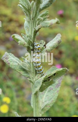Mullein Moth (Cucullia verbasci) Insecta Stock Photo - Alamy