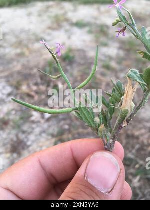 crossflower (Chorispora tenella) Plantae Stock Photo - Alamy