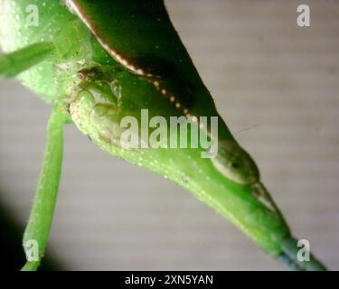 Pink-winged Grasshopper (Atractomorpha sinensis) Insecta Stock Photo ...