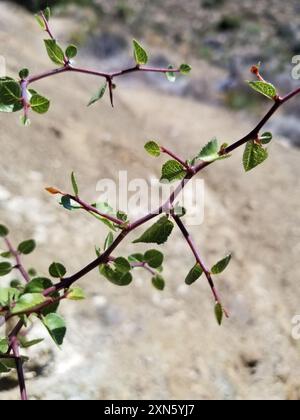 Desert Apricot (Prunus fremontii) Plantae Stock Photo - Alamy