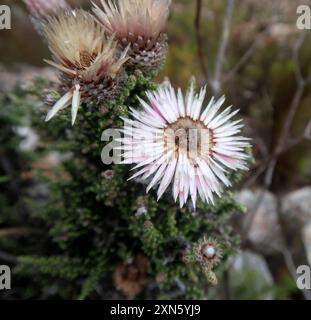 Cape everlasting (Phaenocoma prolifera) Plantae Stock Photo - Alamy