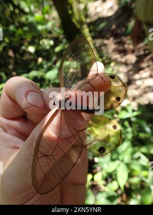 amber phantom (Haetera piera Stock Photo - Alamy