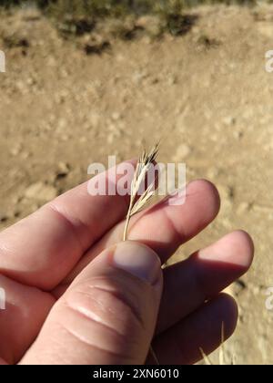 purple false-brome (Brachypodium distachyon) Plantae Stock Photo - Alamy