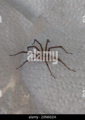 Grass Spiders (Agelenopsis) Arachnida Stock Photo - Alamy