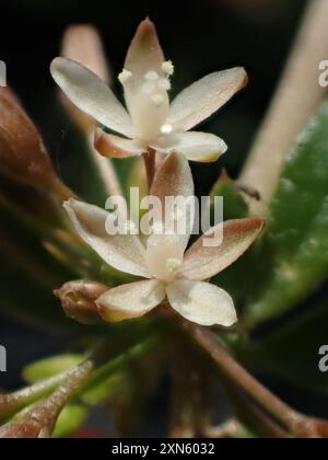 Slender Carpet-weed (Glinus oppositifolius) Plantae Stock Photo - Alamy