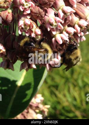 (Bombus flavidus appalachiensis) Insecta Stock Photo - Alamy