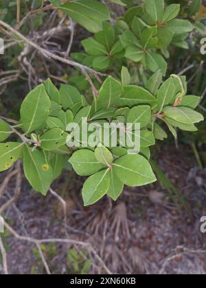 rusty staggerbush (Lyonia ferruginea), Plantae, Gainesville, FL 32641 ...