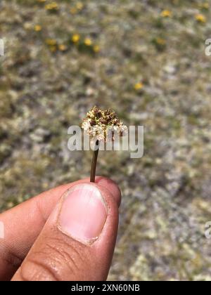 Baker's Alpineparsley (Cymopterus bakeri) Plantae Stock Photo - Alamy