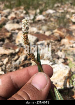 alpine bistort (Bistorta vivipara) Plantae Stock Photo - Alamy