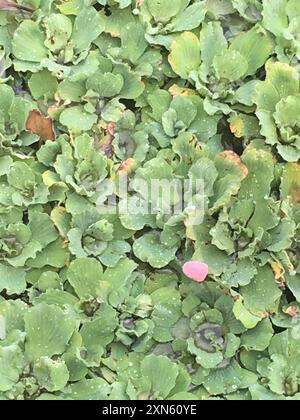 Common Apple Snails (Pomacea) Mollusca Stock Photo - Alamy