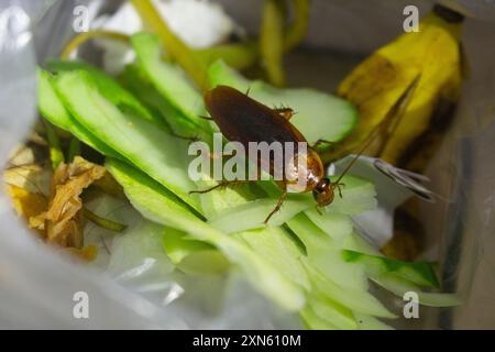 A cockroach eats organic waste. Close-up of cockroaches feeding on a ...