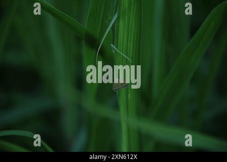Ricaniid Planthoppers (Ricaniidae) Insecta Stock Photo - Alamy