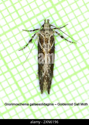 Goldenrod Elliptical-Gall Moth (Gnorimoschema gallaesolidaginis ...