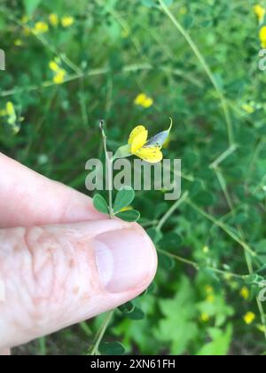 eastern wild indigo (Baptisia tinctoria) Plantae Stock Photo - Alamy