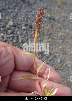 European Bur-grass (Tragus racemosus) Plantae Stock Photo - Alamy