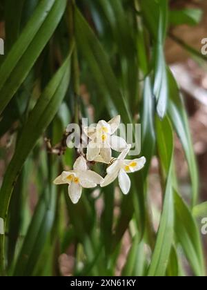 Easter Orchid (Earina autumnalis), Plantae, Whenuakite, New Zealand ...
