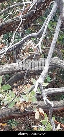 Merriam's Chipmunk (Neotamias merriami) Mammalia Stock Photo - Alamy