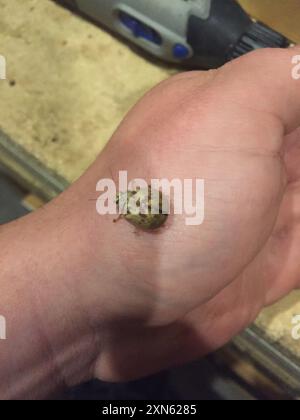 Eucalyptus Tortoise Beetle (Paropsis charybdis) Insecta Stock Photo - Alamy