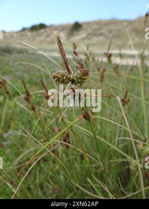 Long-bracted Sedge (Carex extensa) Plantae Stock Photo - Alamy