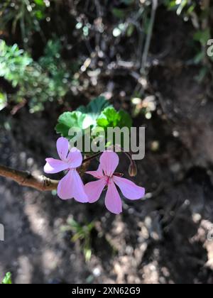 horseshoe geranium (Pelargonium zonale) Plantae Stock Photo - Alamy