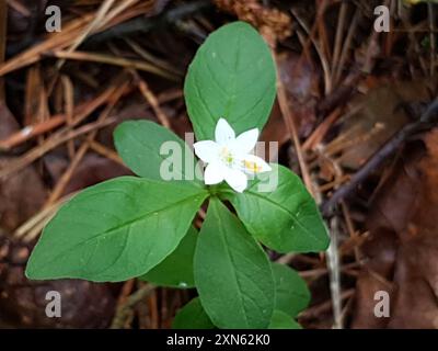 Arctic Starflower (Lysimachia europaea) Plantae Stock Photo - Alamy