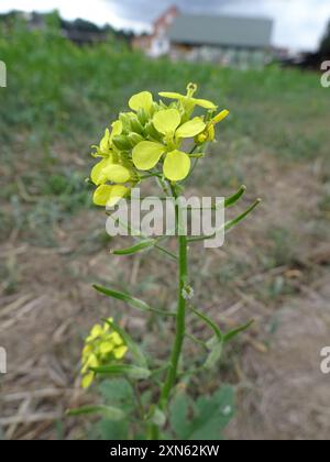 White Mustard (Sinapis alba) Plantae Stock Photo - Alamy