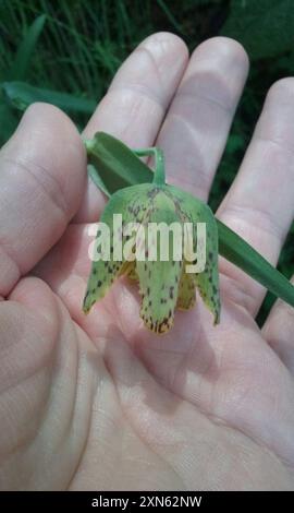 checker lily (Fritillaria affinis), Plantae, Fort Ord National Monument ...
