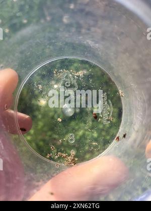 (Epuraea imperialis) Insecta Stock Photo - Alamy