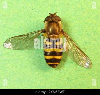 Common Flower Flies (Syrphus) Insecta Stock Photo - Alamy