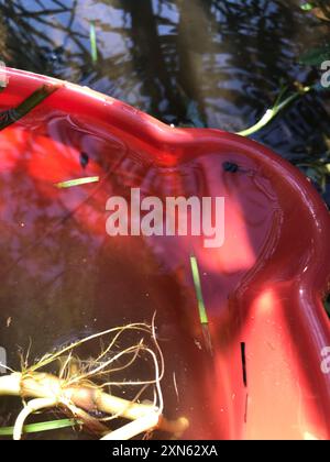 Tree Frogs and Allies (Hylidae) Amphibia Stock Photo - Alamy