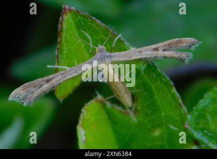 Dwarf Plume Moth (Exelastis pumilio) Insecta Stock Photo - Alamy