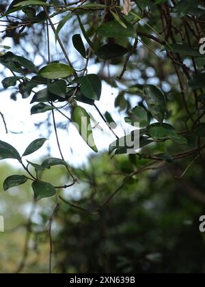 Australian Cow-plant (Gymnema sylvestre) Plantae Stock Photo - Alamy