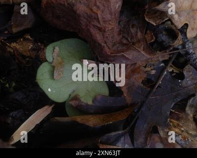 round-lobed hepatica (Hepatica americana), Plantae, Ontario, CA, Doesn ...