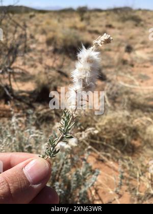 Winterfat (Krascheninnikovia lanata) Plantae Stock Photo - Alamy