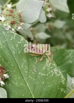 (Ascra bifida) Insecta Stock Photo - Alamy