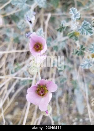 Rose Globemallow (Sphaeralcea ambigua rosacea) Plantae Stock Photo - Alamy