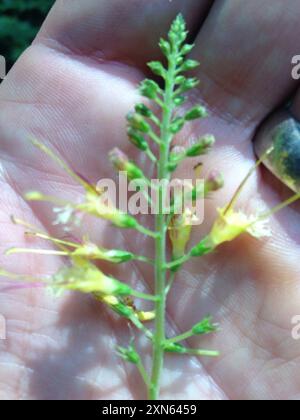 citronella horse balm (Collinsonia canadensis) Plantae Stock Photo - Alamy