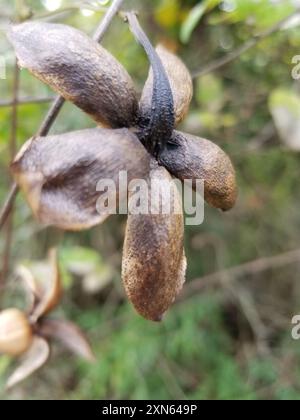 Alamo vine (Distimake dissectus) Plantae Stock Photo - Alamy