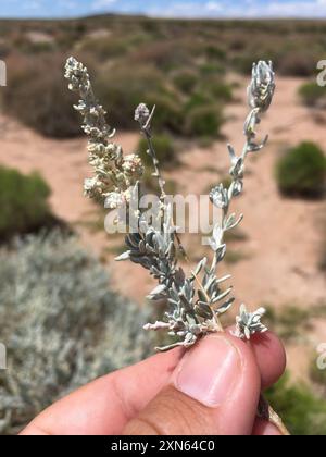 Winterfat (Krascheninnikovia lanata) Plantae Stock Photo - Alamy