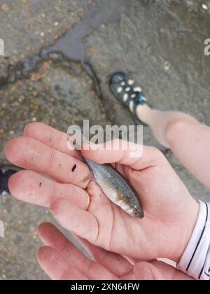 Mummichog (Fundulus heteroclitus) Actinopterygii Stock Photo - Alamy