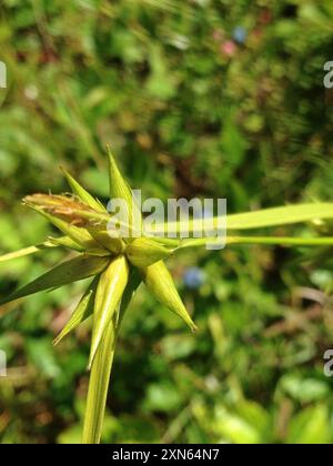 northern long sedge (Carex folliculata) Plantae Stock Photo - Alamy