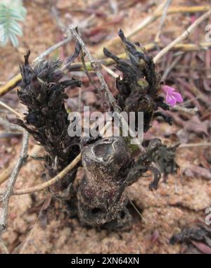 cowpea witchweed (Striga gesnerioides) Plantae Stock Photo - Alamy