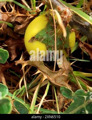 Yellow Bitter-apple (Solanum linnaeanum) Plantae Stock Photo - Alamy