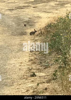Brush Rabbit (Sylvilagus bachmani) Mammalia Stock Photo - Alamy