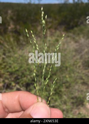 Mexican panicgrass (Panicum hirticaule) Plantae Stock Photo - Alamy