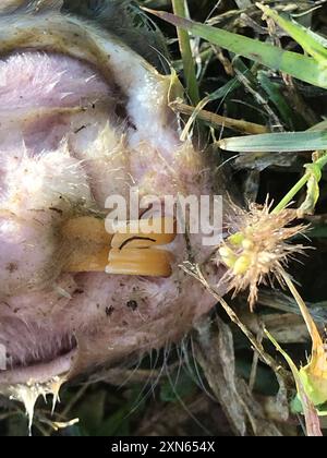 Pocket Gophers (Geomyidae) Mammalia Stock Photo - Alamy